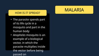 Life cycle of Housefly and Mosquito - SC.pptx