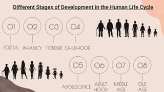Life Cycle of Human.pptx