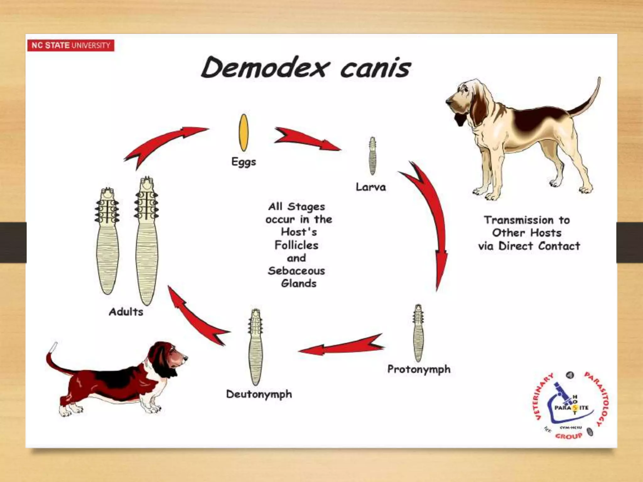 Life cycle of imp. parasites | PPTX