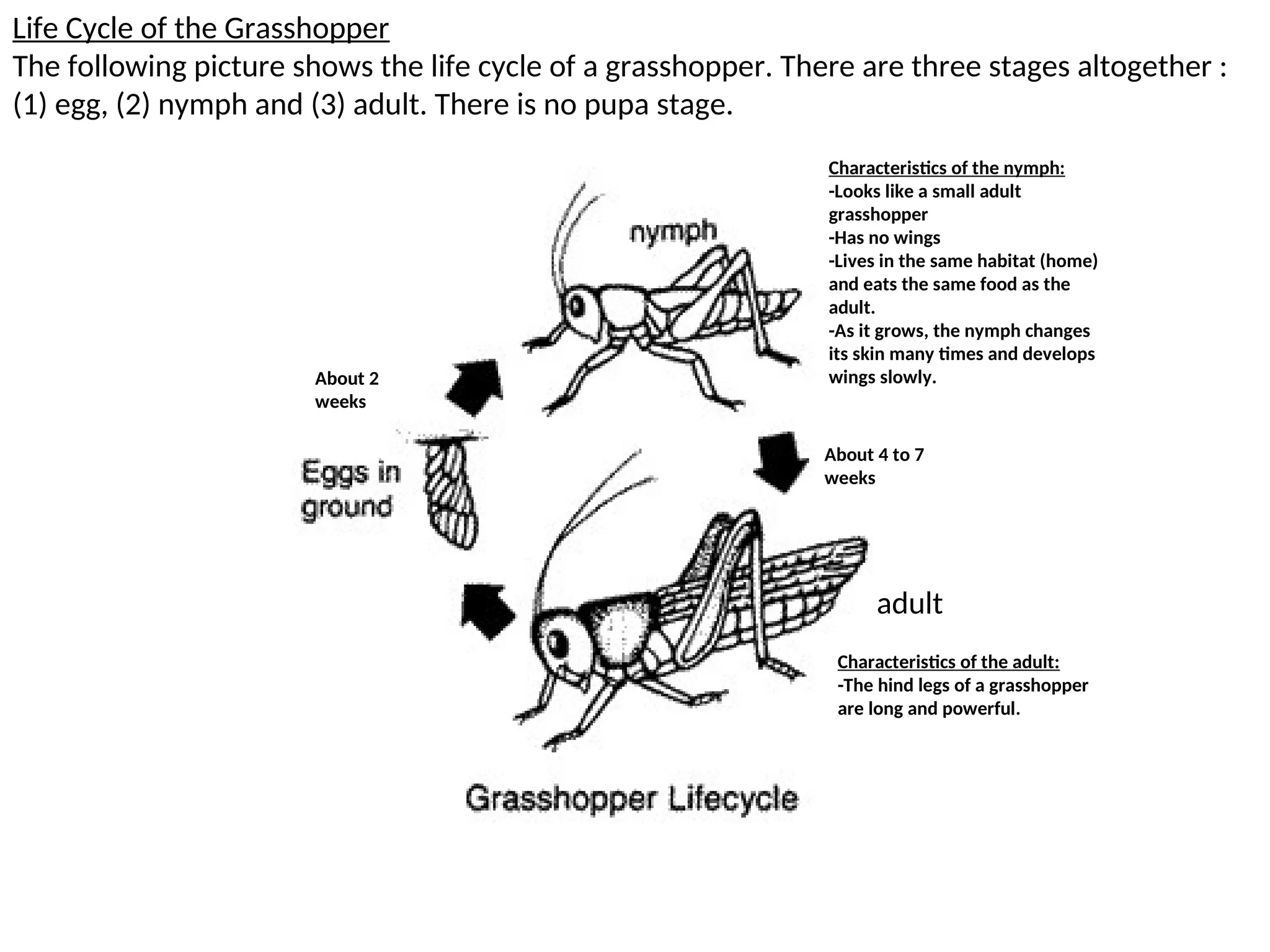 life cycle of insects.ppt elementary grades | PPT