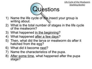 life cycle of insects.ppt elementary grades | PPT
