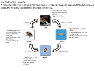 life cycle of insects.ppt elementary grades | PPT