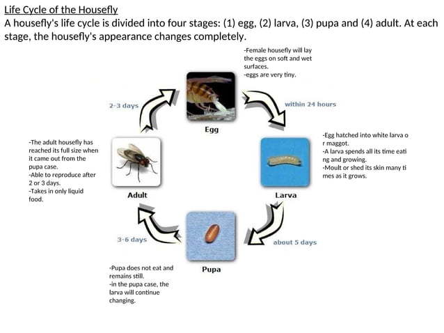 life cycle of insects.ppt elementary grades | PPT