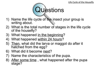 life cycle of insects.ppt elementary grades | PPT