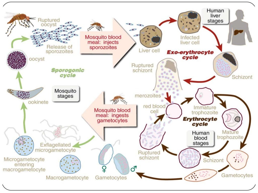 Life cycle of malarial parasite