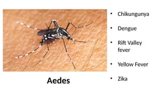 LIFE CYCLE OF MOSQUITO 2 and methods of controlling them .pptx