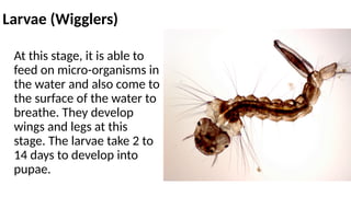 LIFE CYCLE OF MOSQUITO 2 and methods of controlling them .pptx