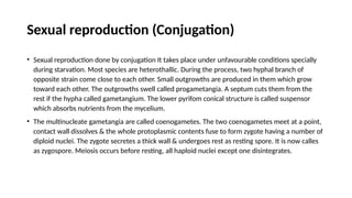 Life Cycle of Mucor: Understanding the Growth, Reproduction, and ...