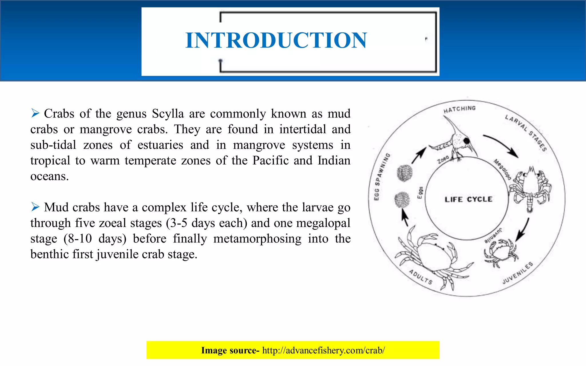 Life cycle of mud crab | PDF