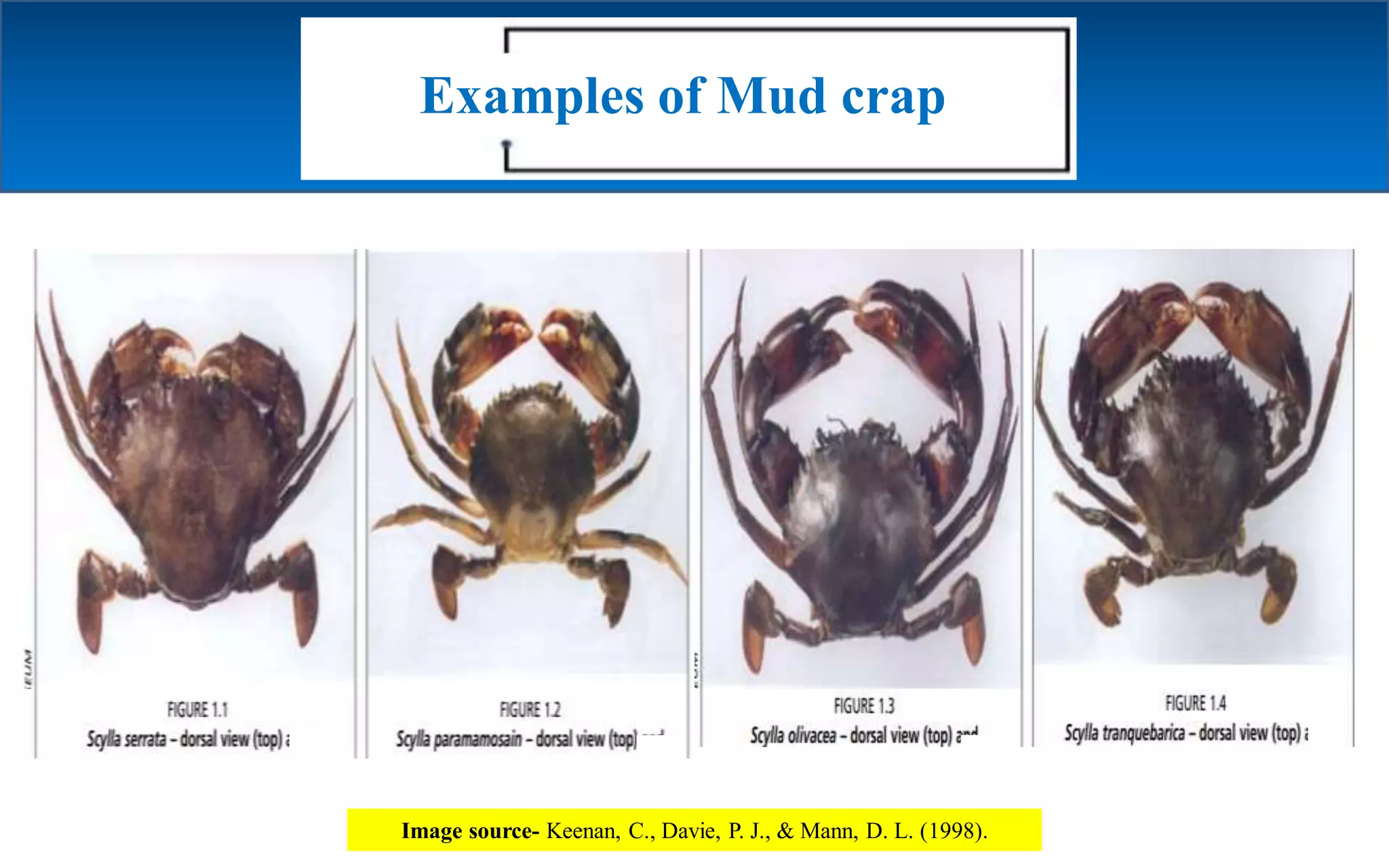 Life Cycle Of Mud Crab Ppt
