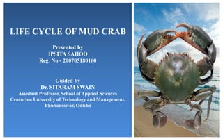 Life cycle of mud crab | PDF