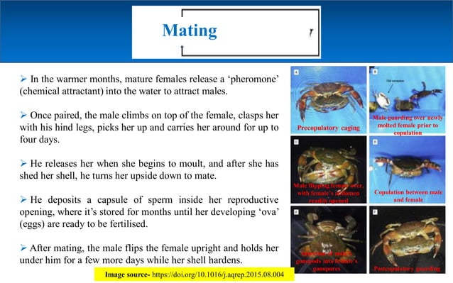 Life cycle of mud crab