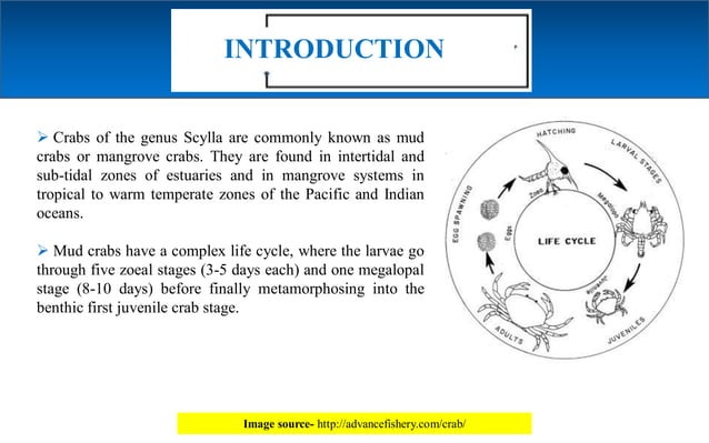 Life Cycle Of Mud Crab