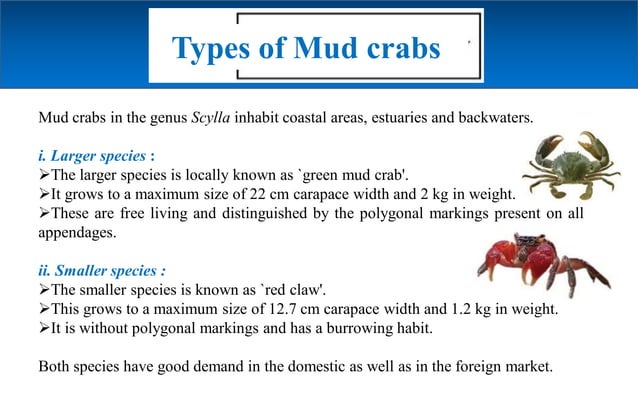 Life Cycle Of Mud Crab