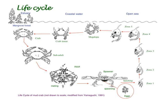 Life Cycle Of A Mud Crab