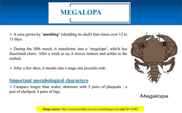 Life Cycle Of Mud Crab