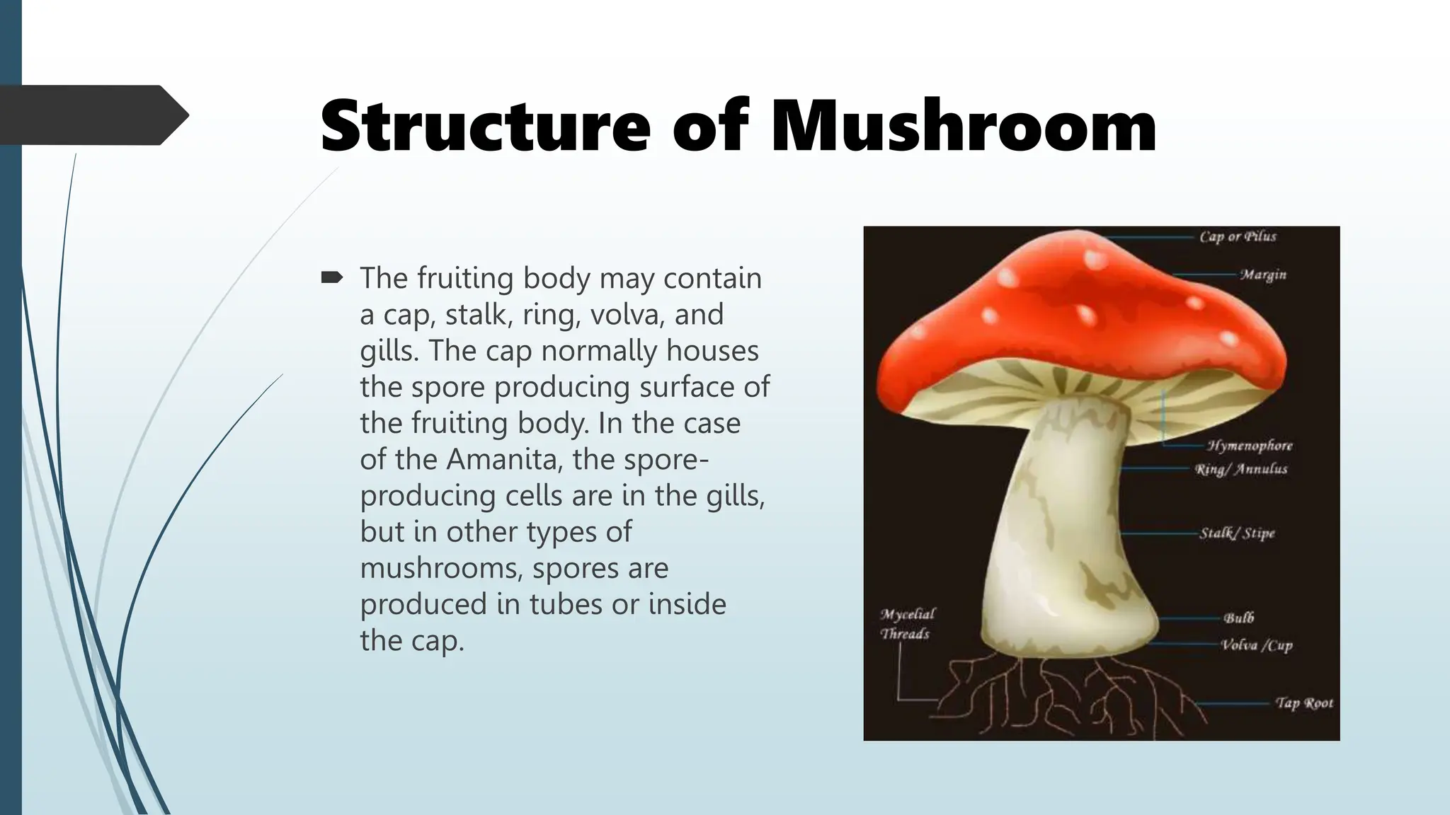 lifecycleofmushroomppt-230306051625-2fe06a45.pptx