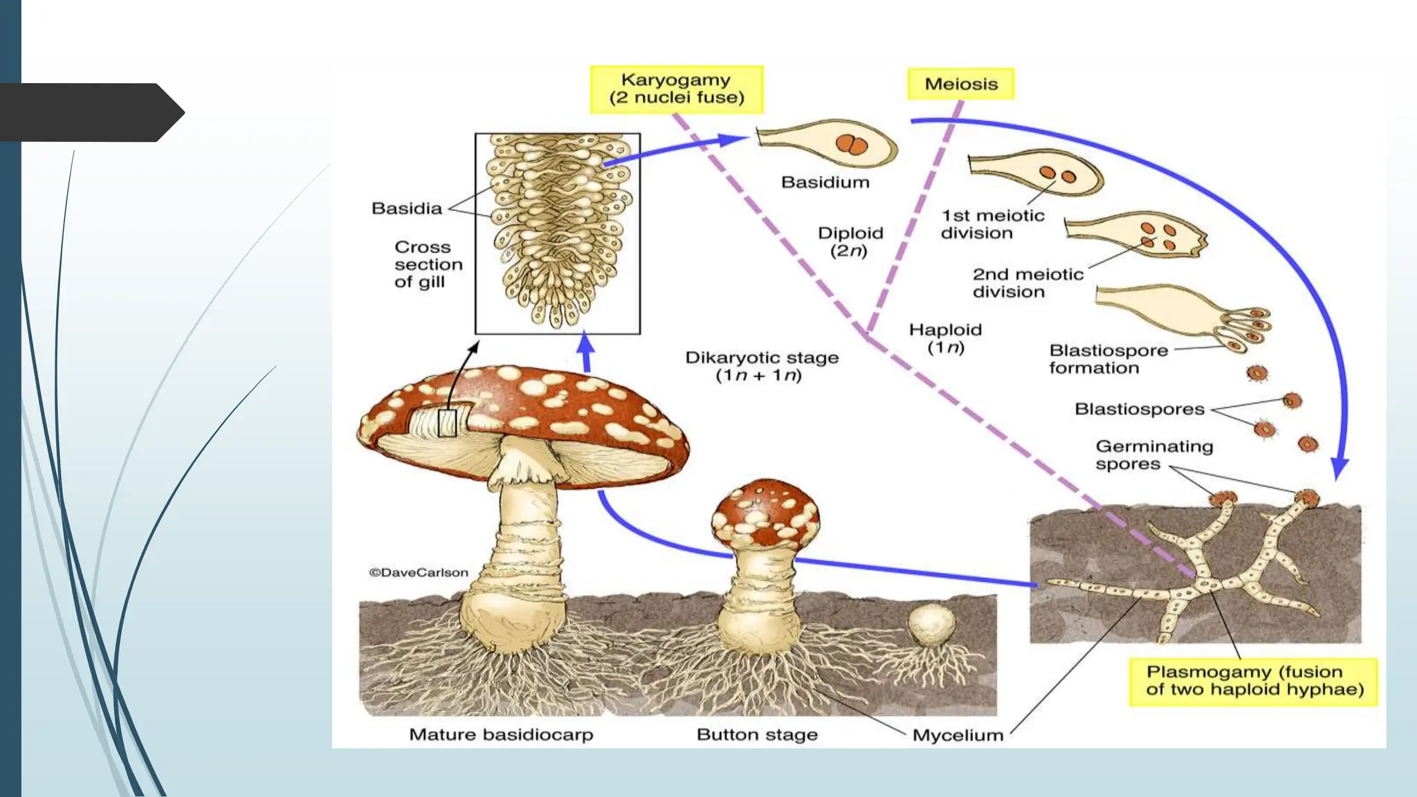 lifecycleofmushroomppt-230306051625-2fe06a45.pptx