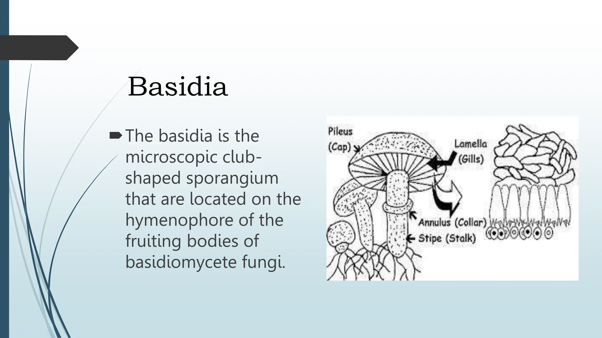 lifecycleofmushroomppt-230306051625-2fe06a45.pptx