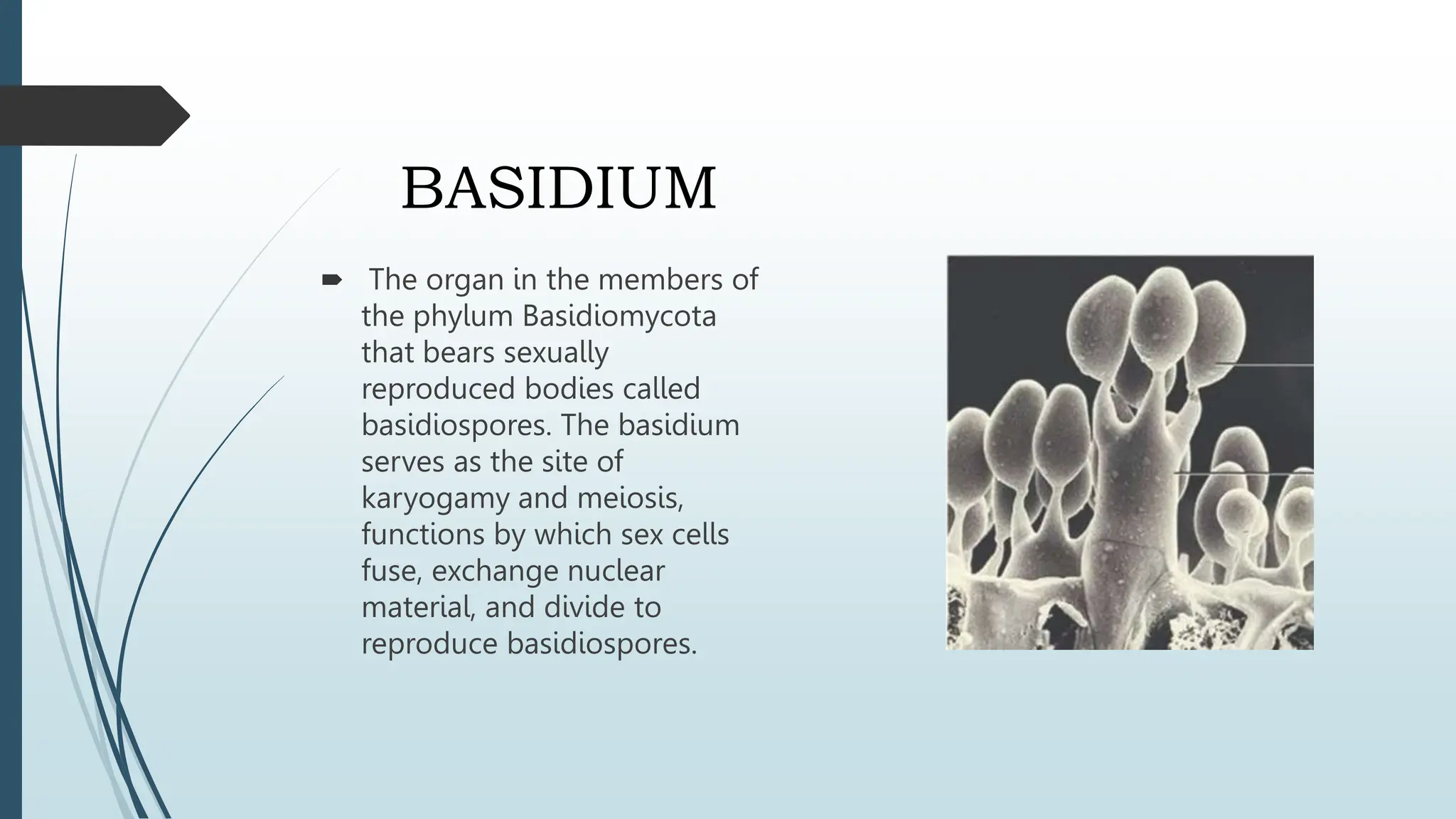 lifecycleofmushroomppt-230306051625-2fe06a45.pptx