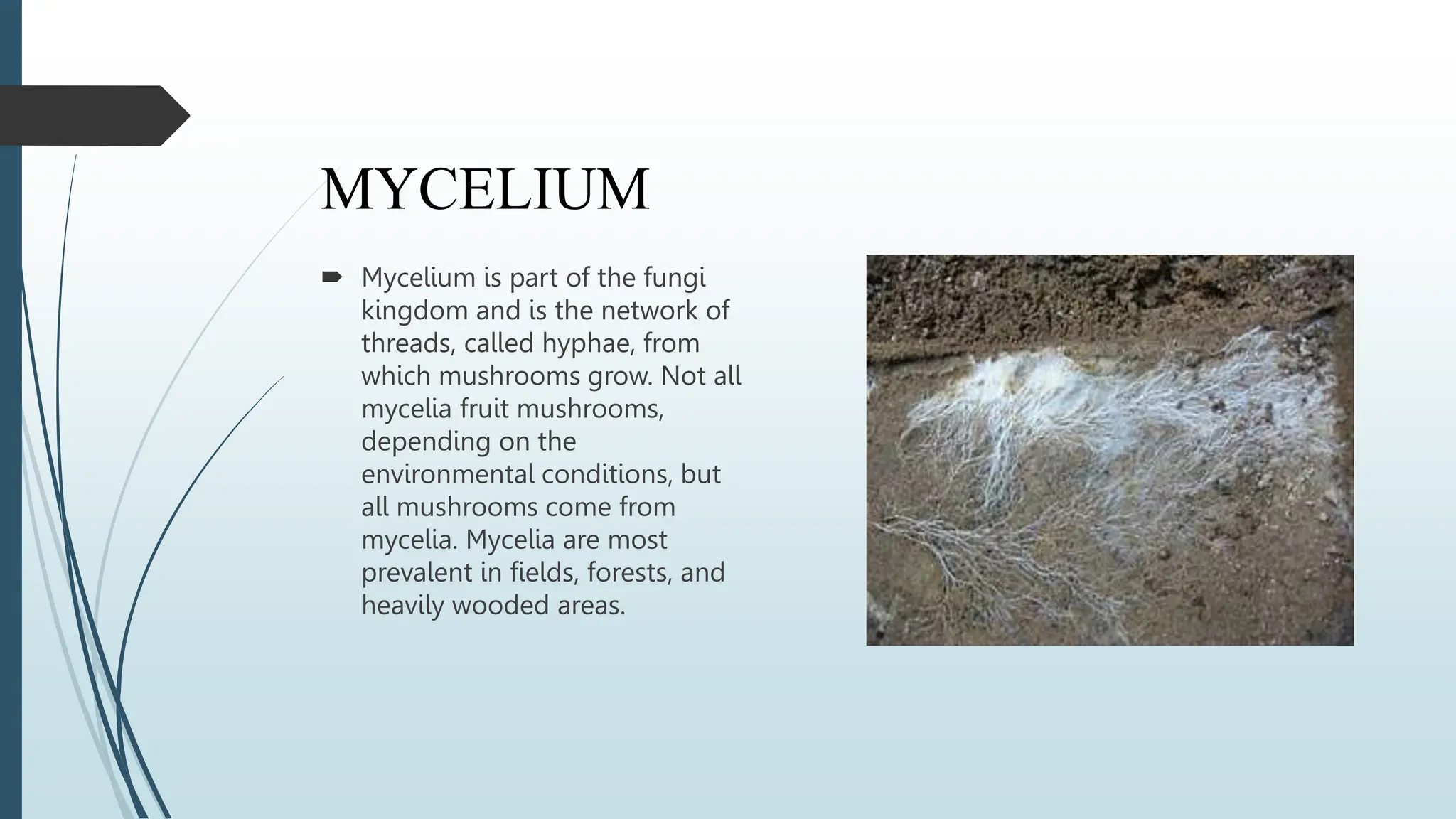 lifecycleofmushroomppt-230306051625-2fe06a45.pptx