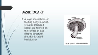 lifecycleofmushroomppt-230306051625-2fe06a45.pptx