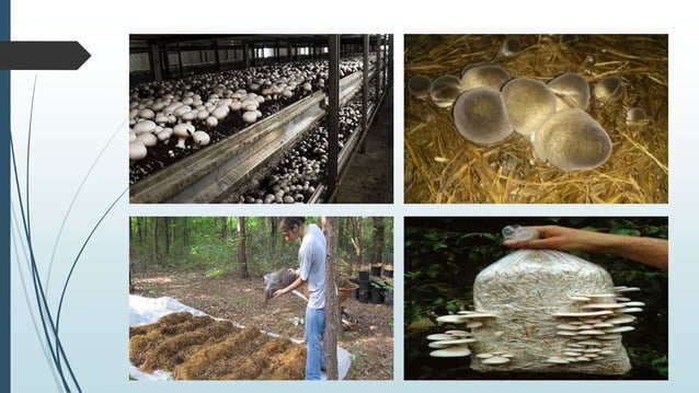 lifecycleofmushroomppt-230306051625-2fe06a45.pptx