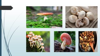 lifecycleofmushroomppt-230306051625-2fe06a45.pptx