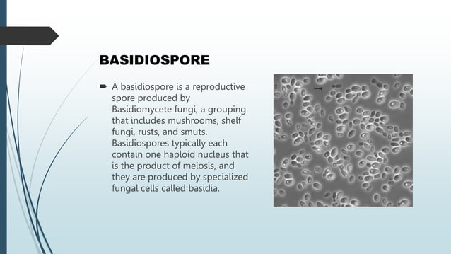 lifecycleofmushroomppt-230306051625-2fe06a45.pptx