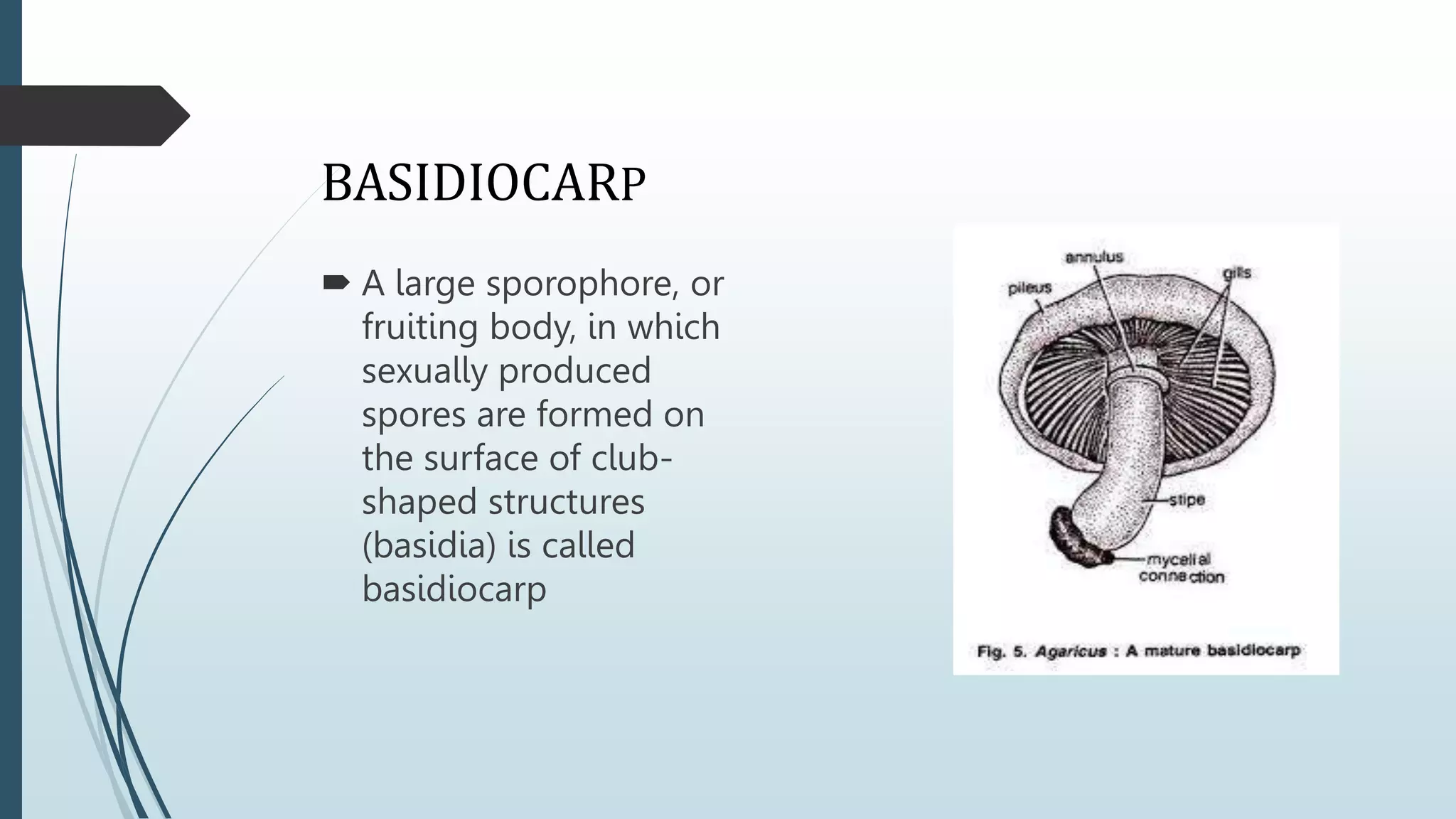 LIFE CYCLE OF MUSHROOM | PPTX