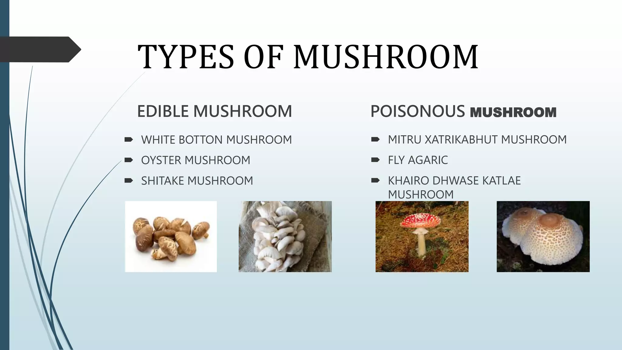 LIFE CYCLE OF MUSHROOM | PPTX