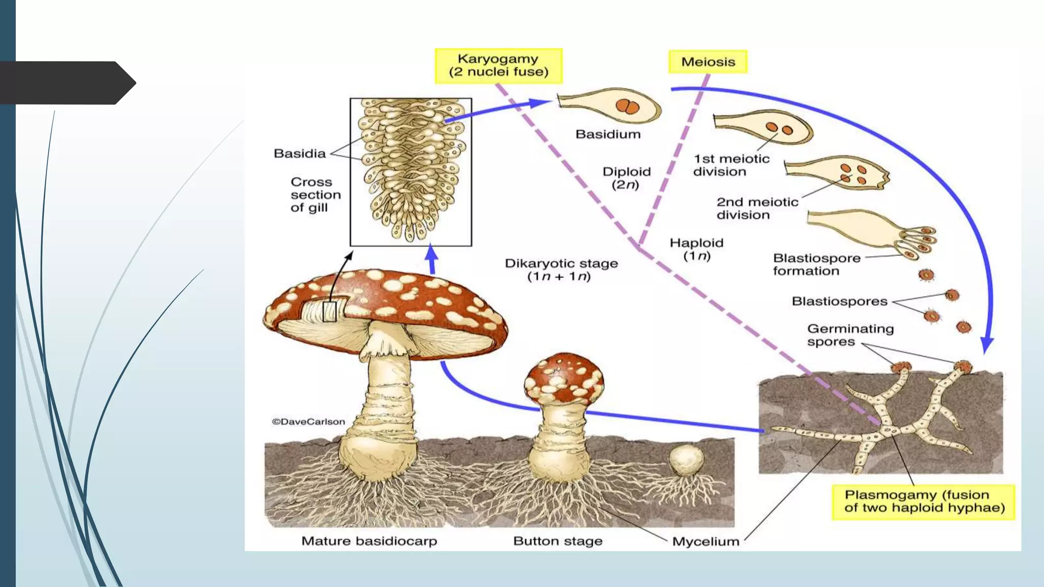 LIFE CYCLE OF MUSHROOM | PPTX