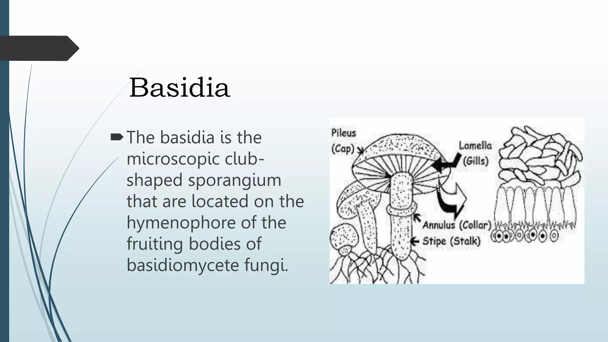 LIFE CYCLE OF MUSHROOM | PPTX