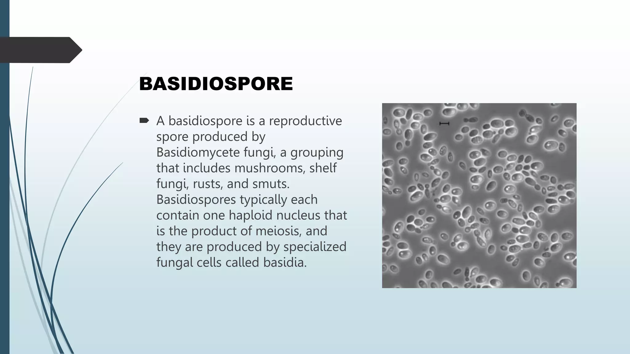 LIFE CYCLE OF MUSHROOM | PPTX