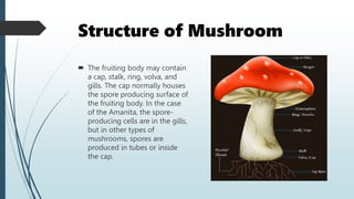 LIFE CYCLE OF MUSHROOM | PPTX