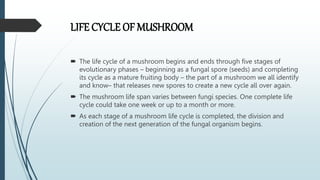 LIFE CYCLE OF MUSHROOM | PPTX