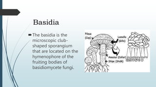 LIFE CYCLE OF MUSHROOM | PPTX