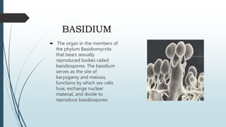 LIFE CYCLE OF MUSHROOM | PPTX