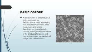 LIFE CYCLE OF MUSHROOM | PPTX