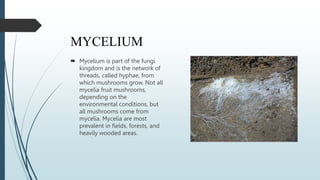 LIFE CYCLE OF MUSHROOM | PPTX