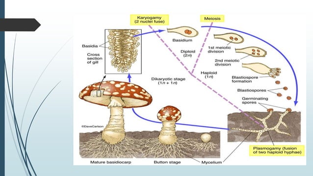 LIFE CYCLE OF MUSHROOM | PPT