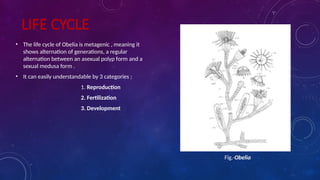 Life Cycle of Obelia , Metamorphosis and stages of development | PPTX