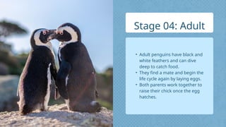 Life Cycle of Penguin Lesson Slides..pptx