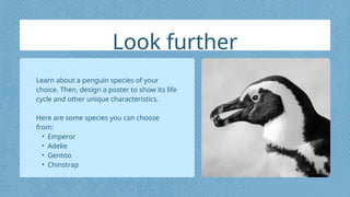 Life Cycle of Penguin Lesson Slides..pptx