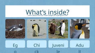 Life Cycle of Penguin Lesson Slides..pptx