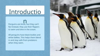 Life Cycle of Penguin Lesson Slides..pptx