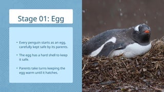 Life Cycle of Penguin Lesson Slides..pptx