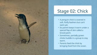 Life Cycle of Penguin Lesson Slides..pptx