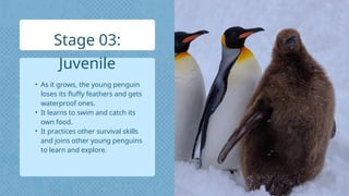 Life Cycle of Penguin Lesson Slides..pptx