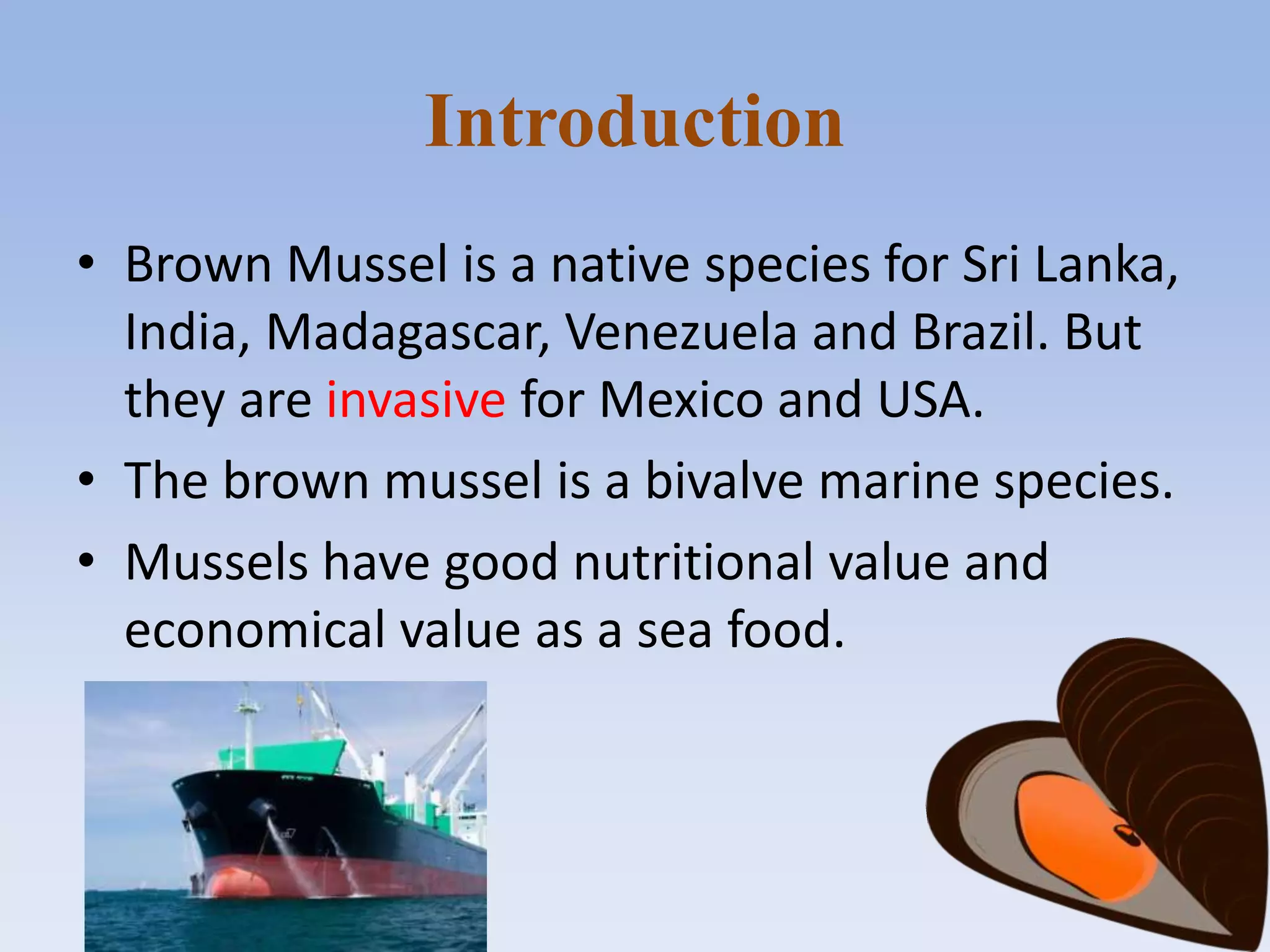 Life cycle of perna perna (brown mussels | PPTX